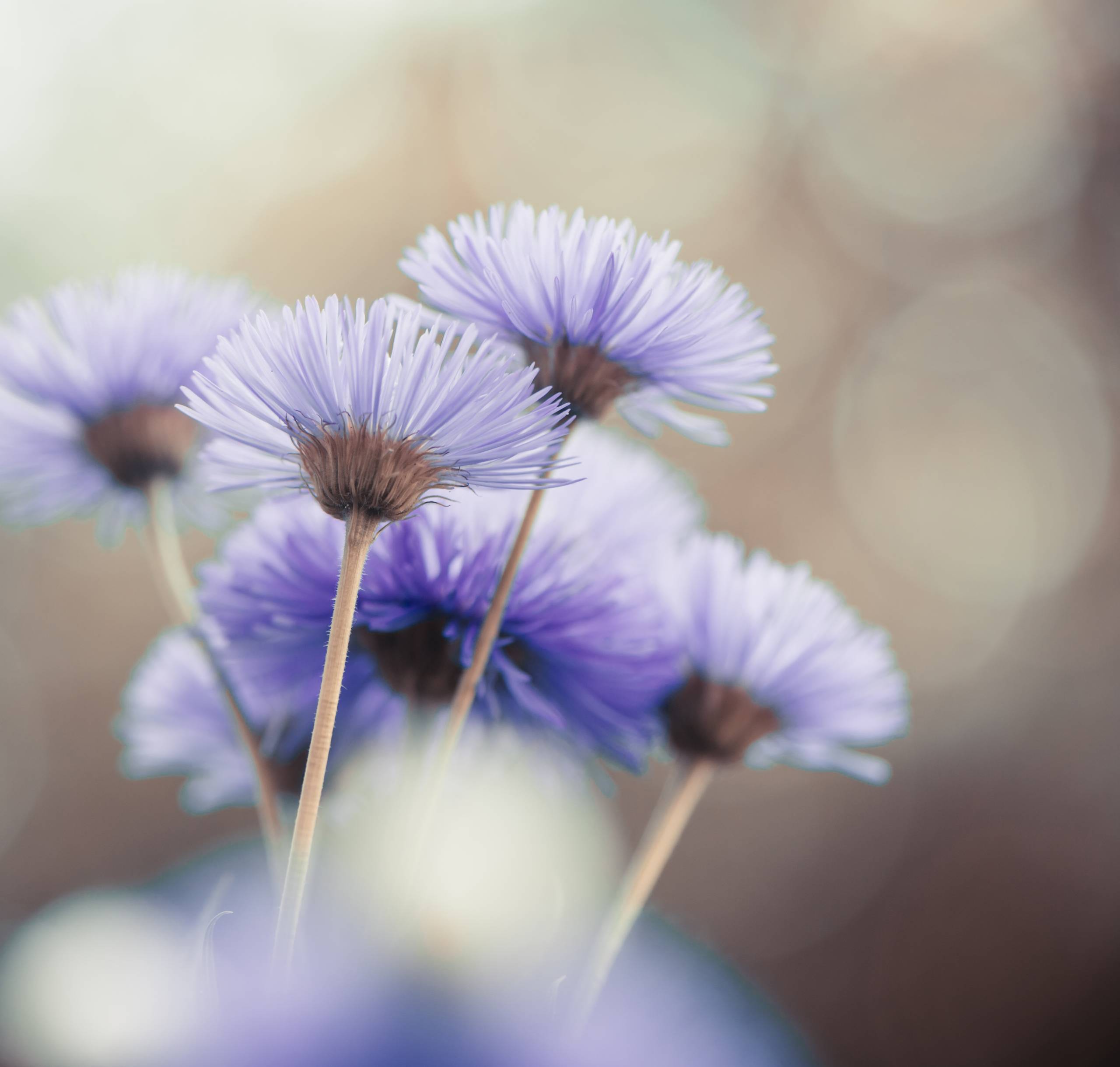 Choosing a funeral director – Stay funeral safe with SAIF